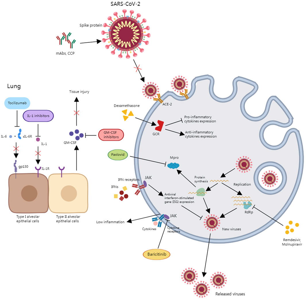 Frontiers | Latest development of approved COVID-19 drugs and COVID-19 ...