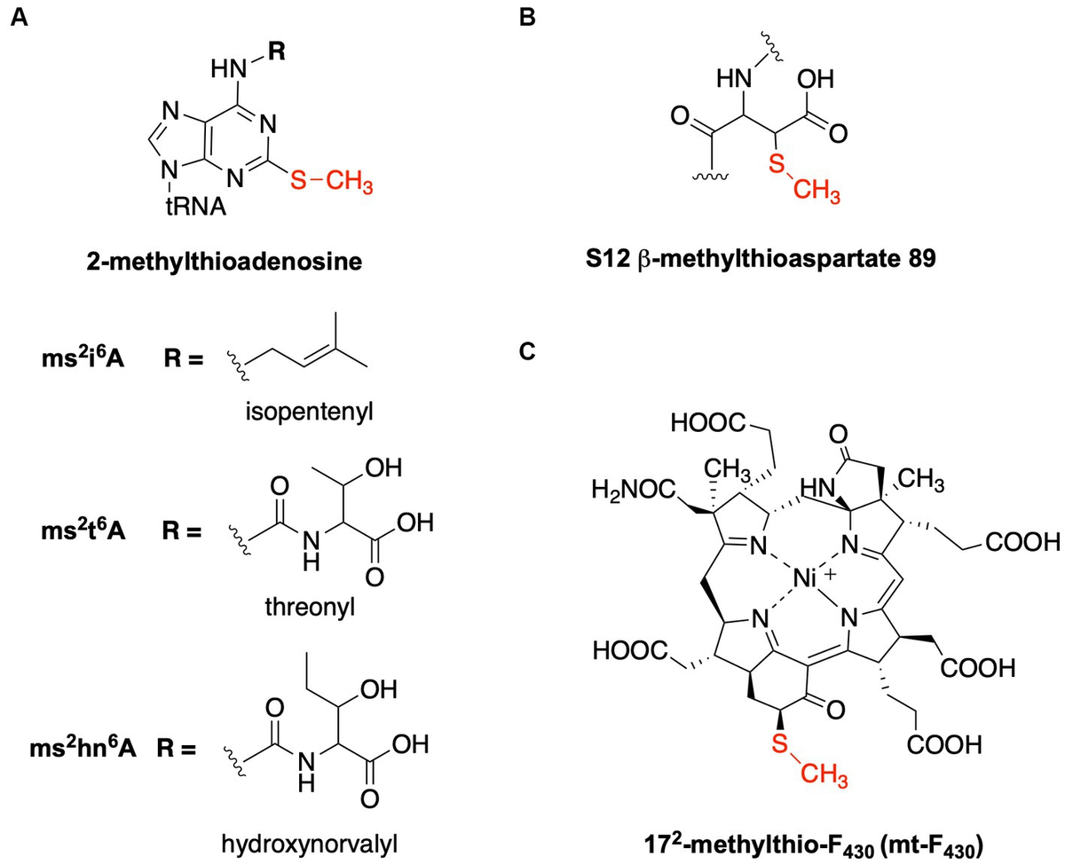 Frontiers | Biochemical and genetic studies define the functions of ...