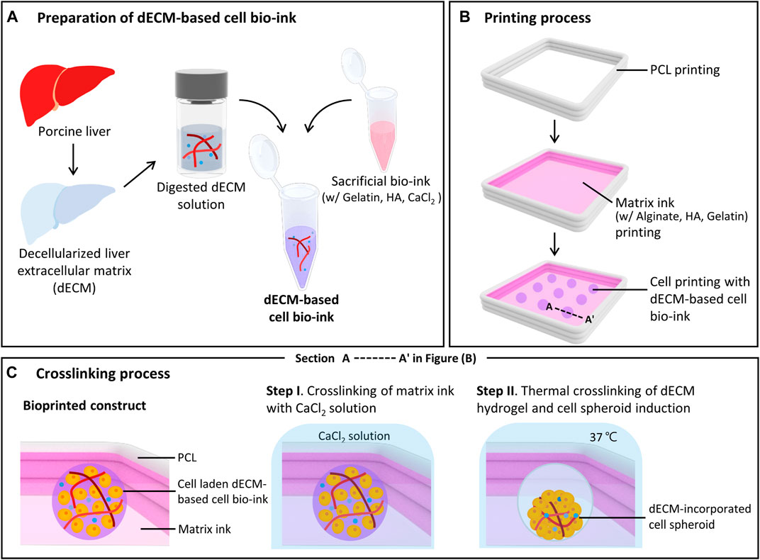 Frontiers | 3D bioprinting of dECM-incorporated hepatocyte spheroid for ...