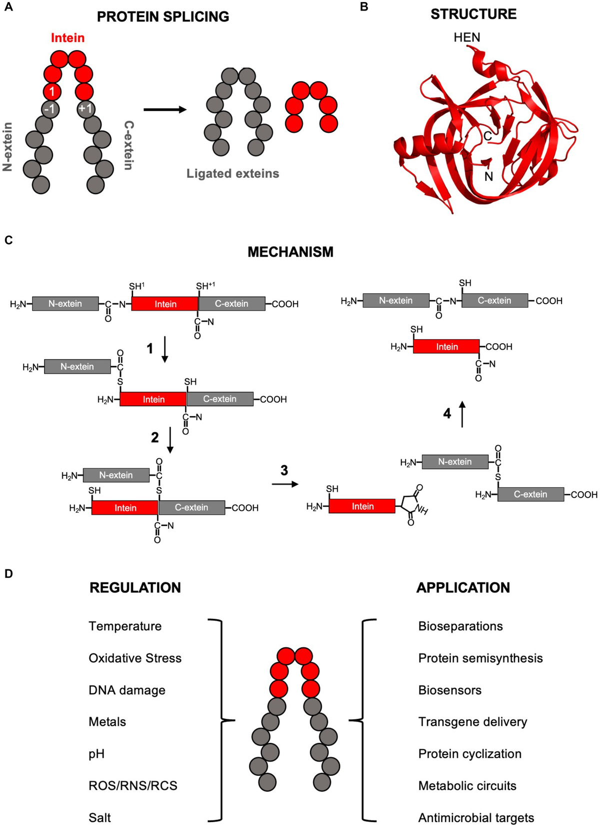 Frontiers | Inteins—mechanism of protein splicing, emerging regulatory ...
