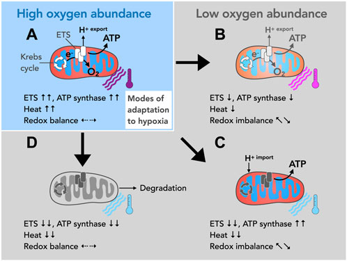 Frontiers | Spatial adjustment of bioenergetics, a possible determinant ...