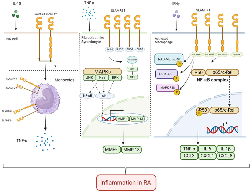 Frontiers | Role of signaling lymphocytic activation molecule family of receptors in the ...