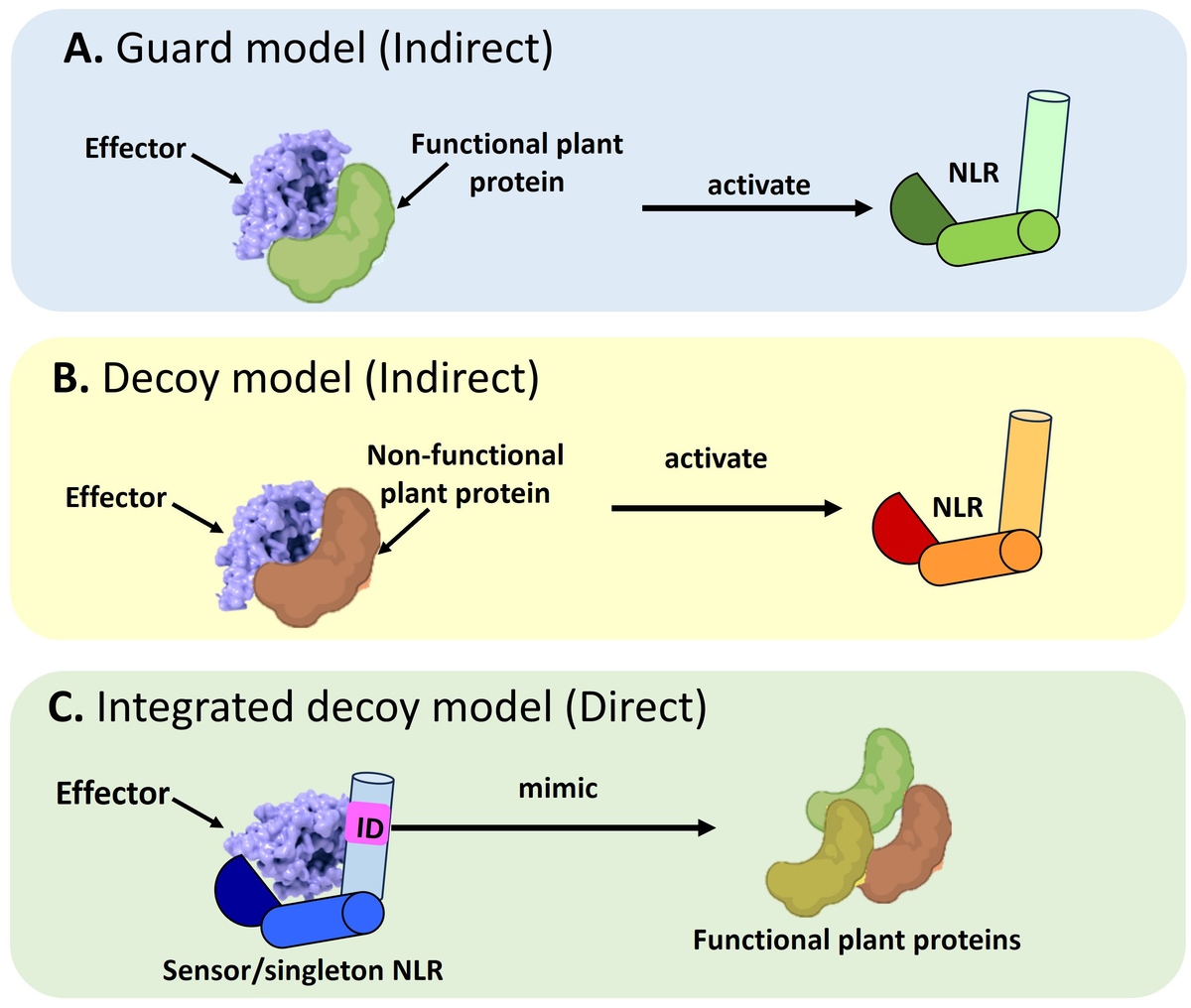 Frontiers | Unmasking the invaders: NLR-mal function in plant defense