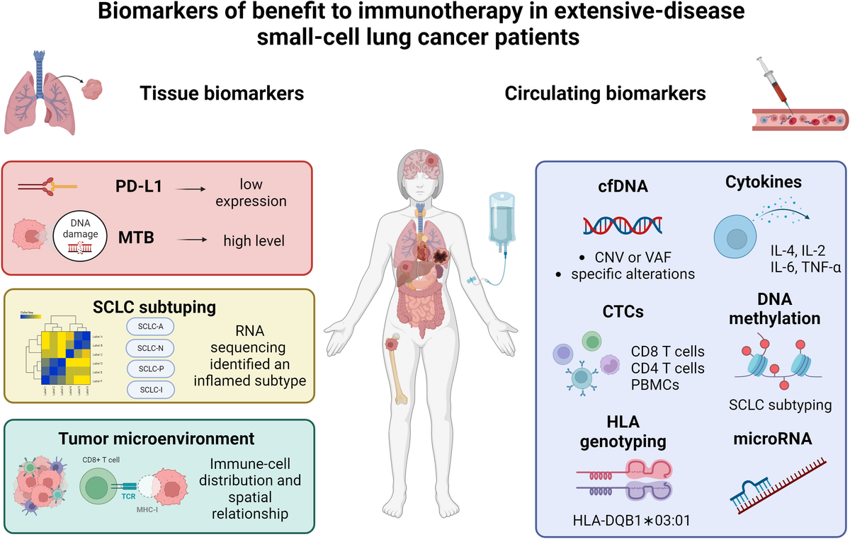 Frontiers | Tissue and circulating biomarkers of benefit to immunotherapy in extensive-stage ...