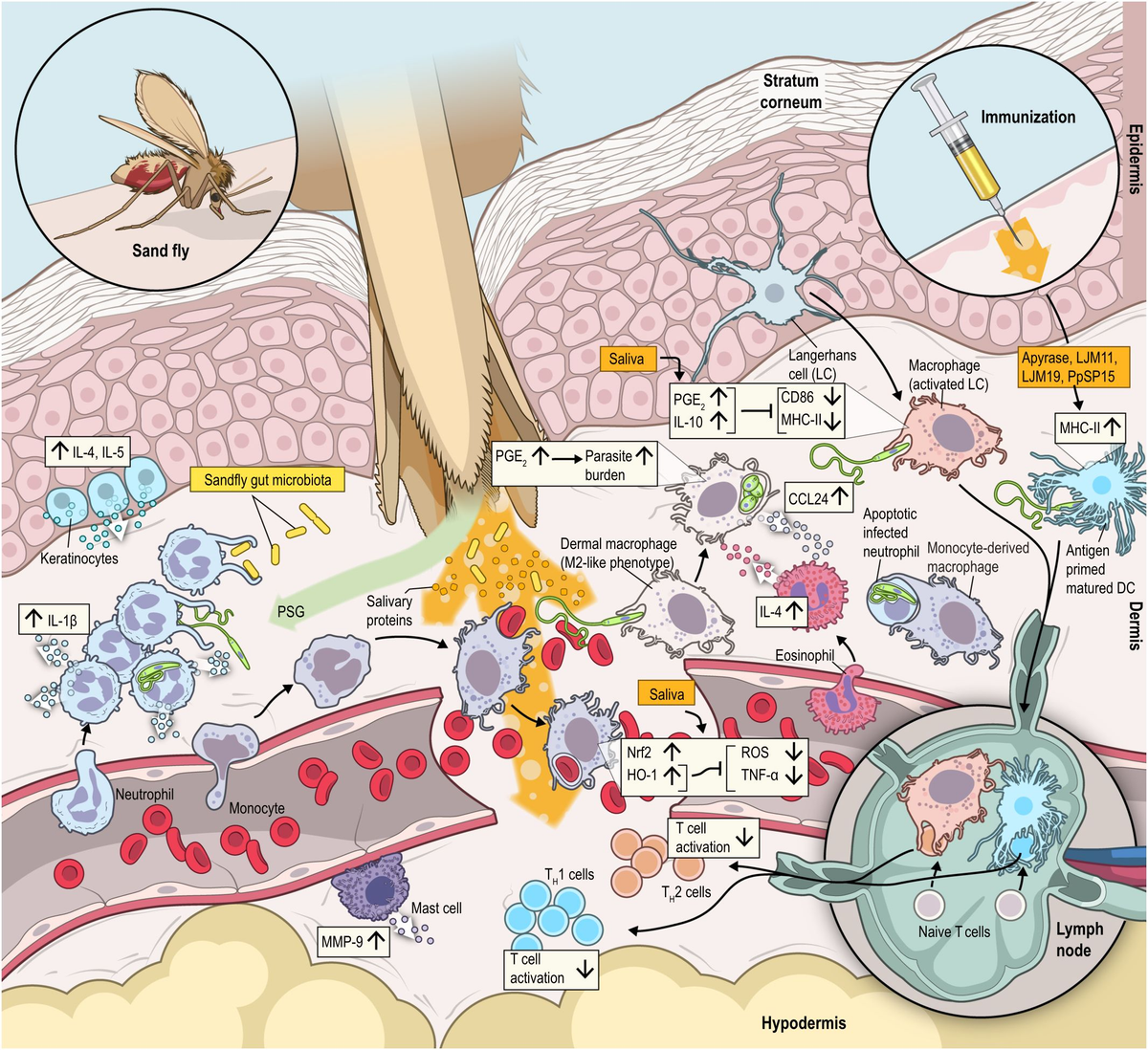 Frontiers | Host skin immunity to arthropod vector bites: from mice to ...