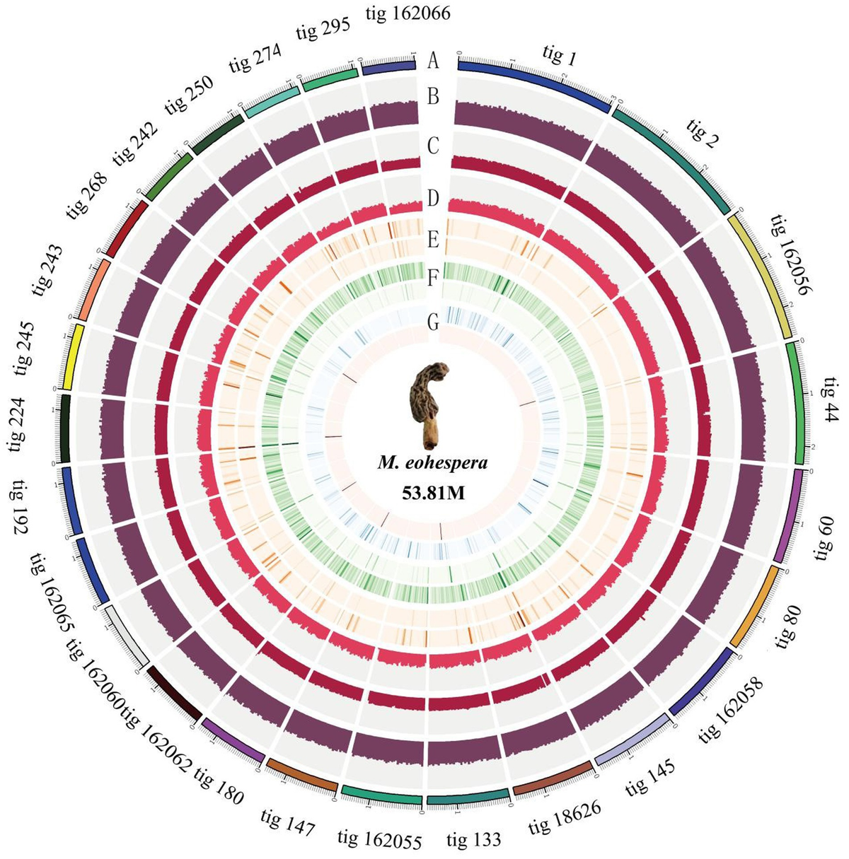 Frontiers | Whole-genome sequencing and evolutionary analysis of the ...