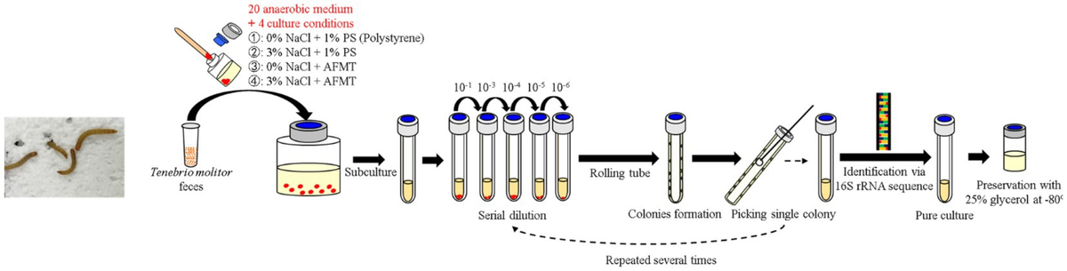 Frontiers | Diversity and community composition of strictly anaerobic ...