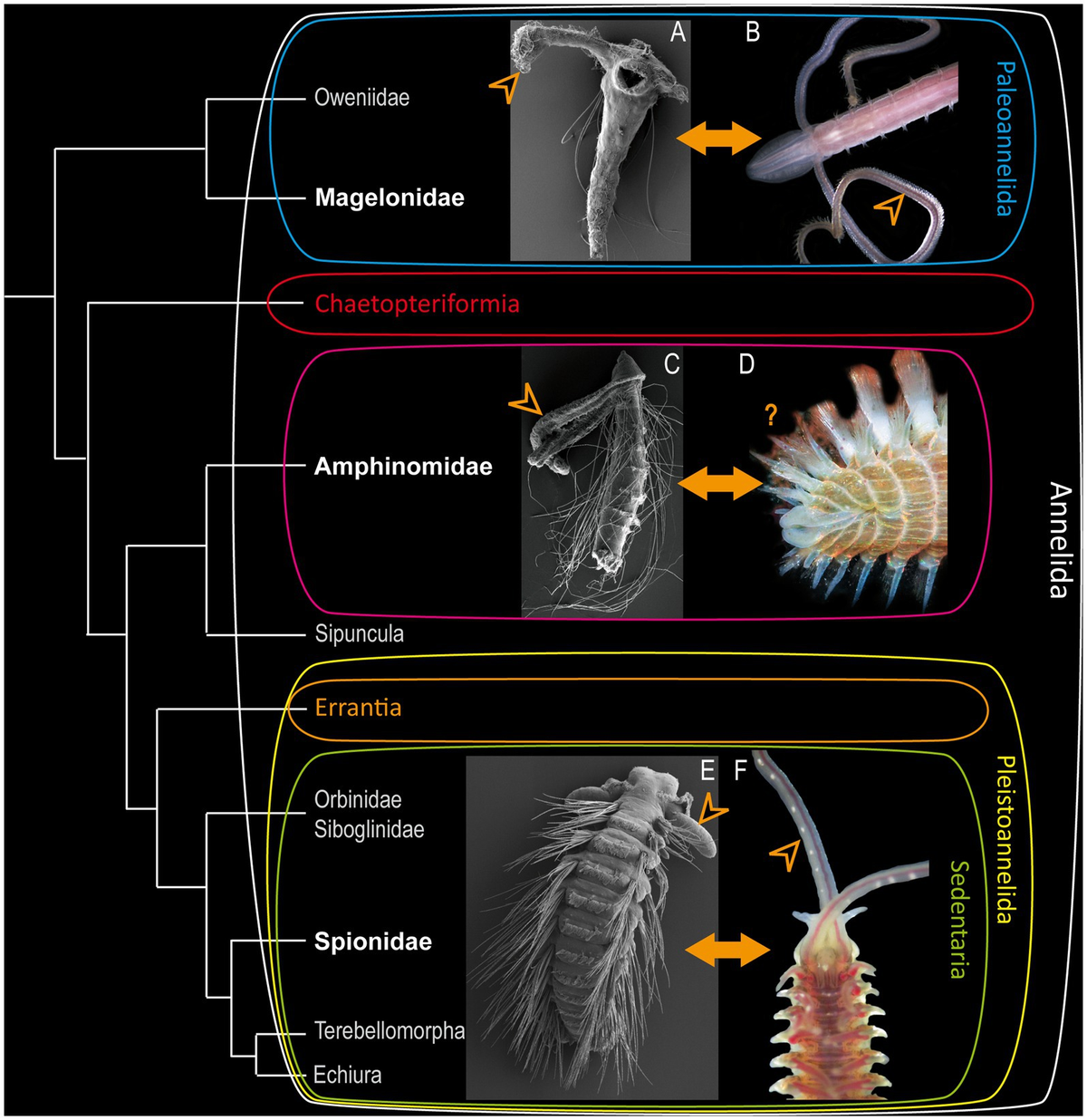 Frontiers | Palps across the tree – the neuronal innervation and ...