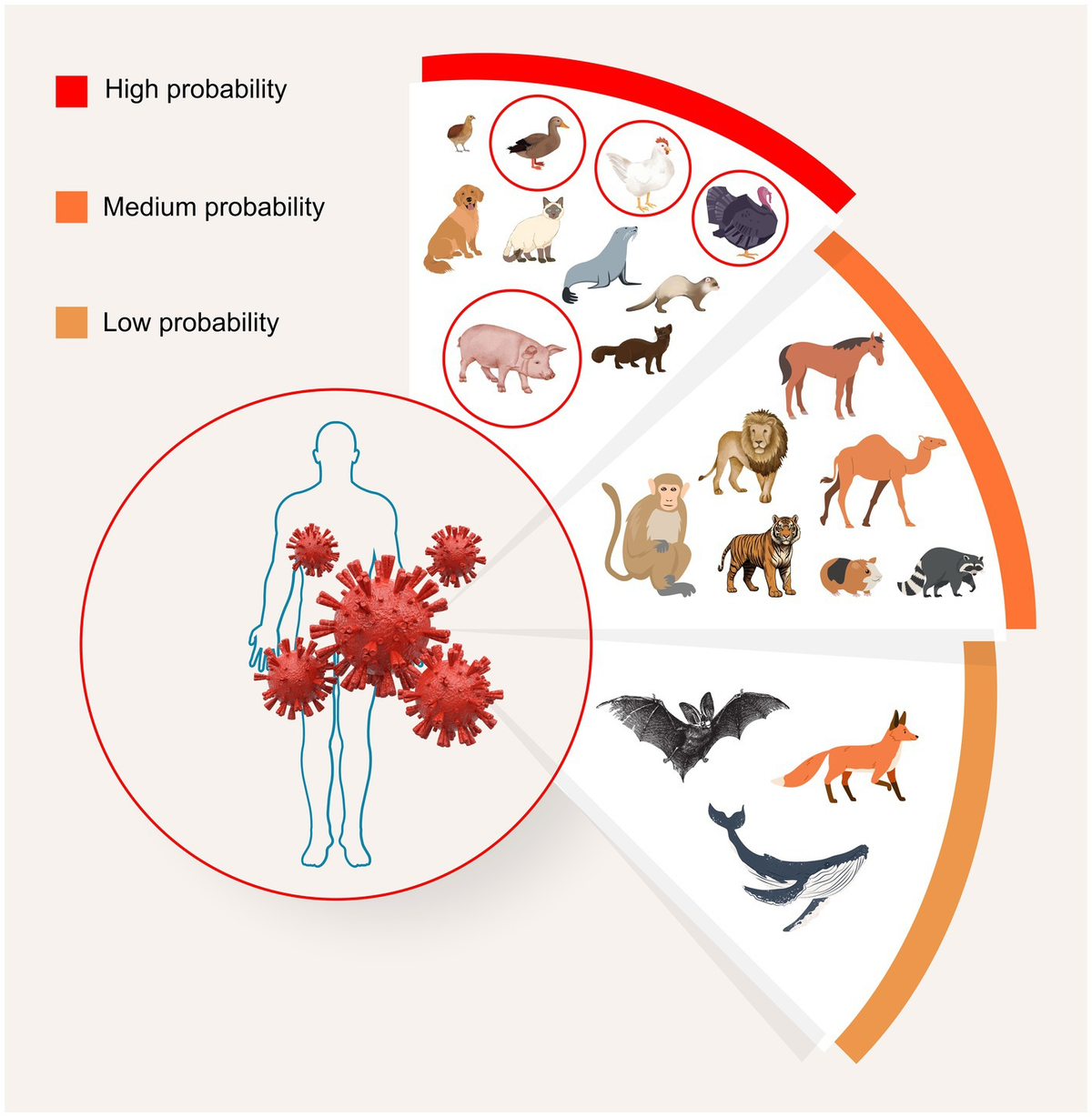 Frontiers | Influenza risks arising from mixed intensive pig and ...