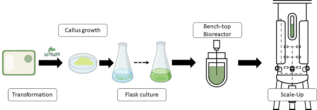 Frontiers | The advent of plant cells in bioreactors