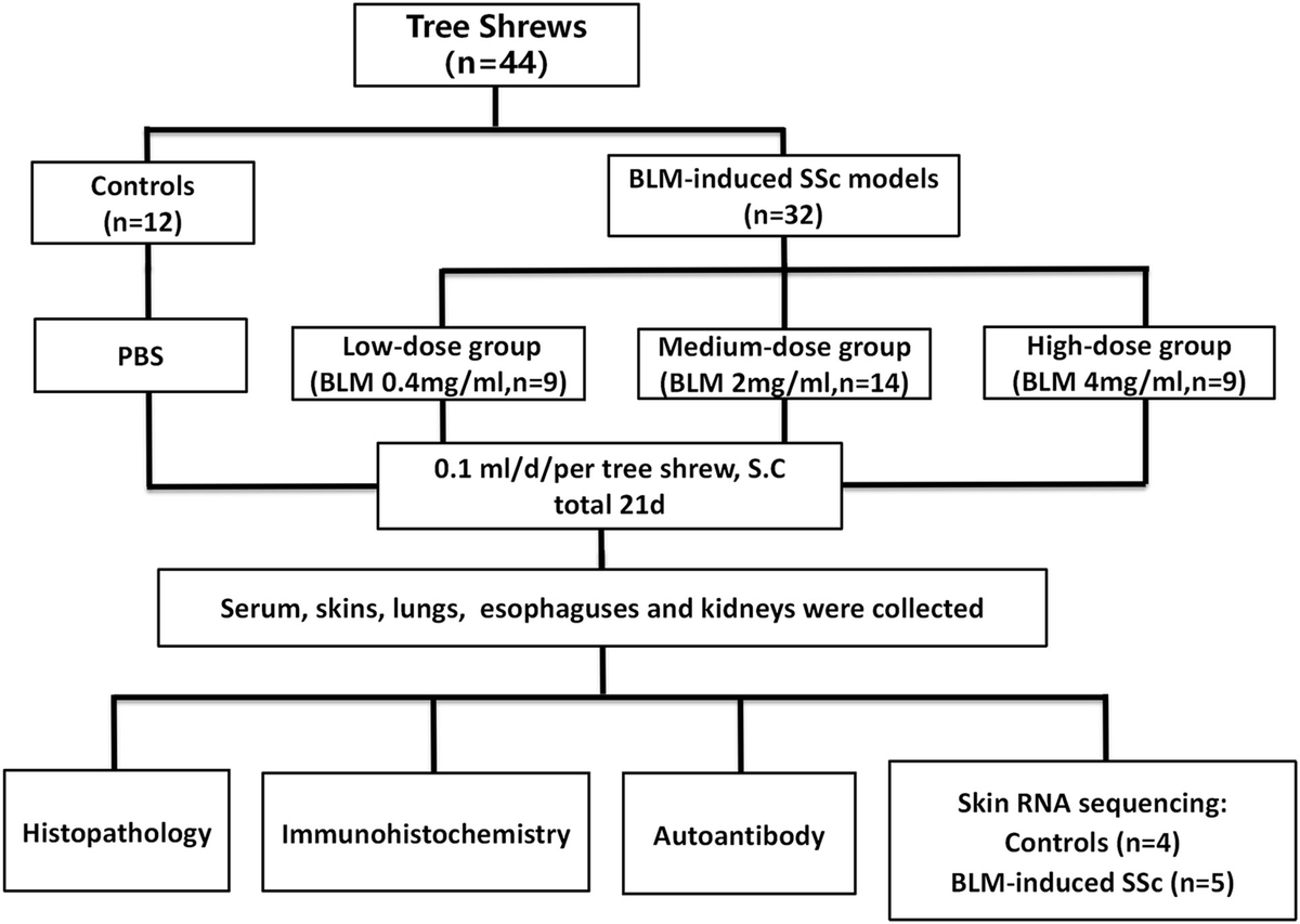 Frontiers | Tree shrews as a new animal model for systemic sclerosis ...