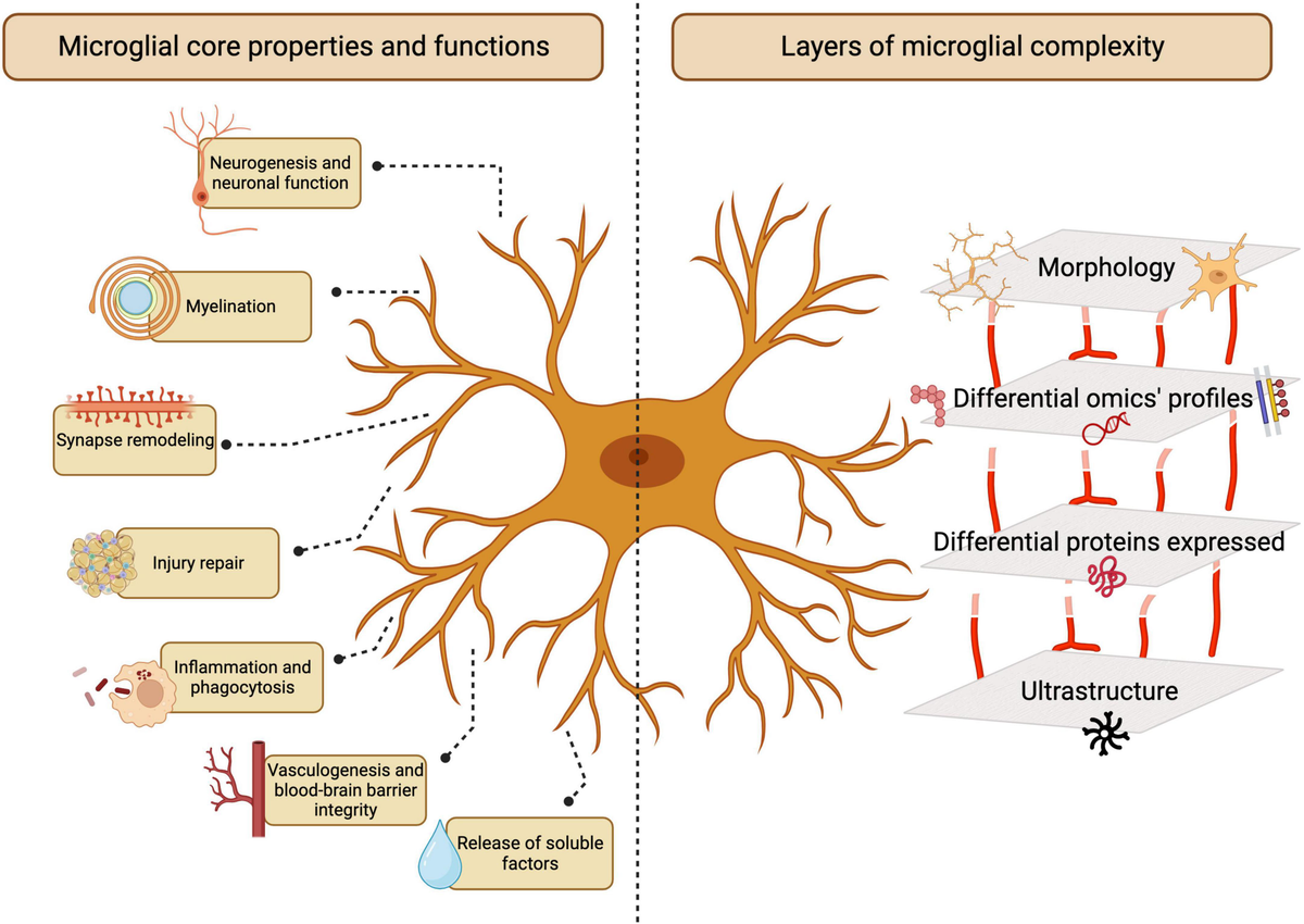 Frontiers | Established and emerging techniques for the study of ...