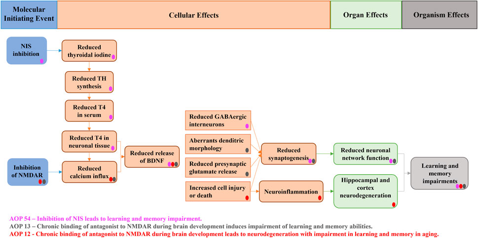 Frontiers | Brain-derived neurotrophic factor (BDNF): an effect ...