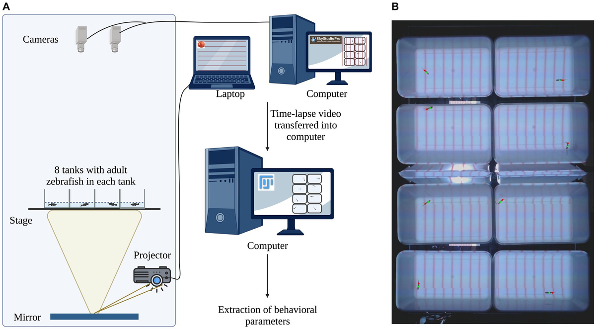 Frontiers | Behavioral effects of visual stimuli in adult zebrafish using a novel eight-tank ...