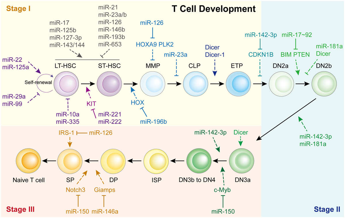 Frontiers | The role of miRNAs in T helper cell development, activation ...
