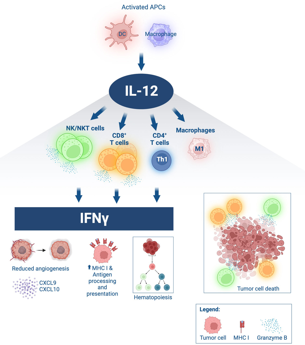 Frontiers | Preclinical and clinical studies of a tumor targeting IL-12 immunocytokine