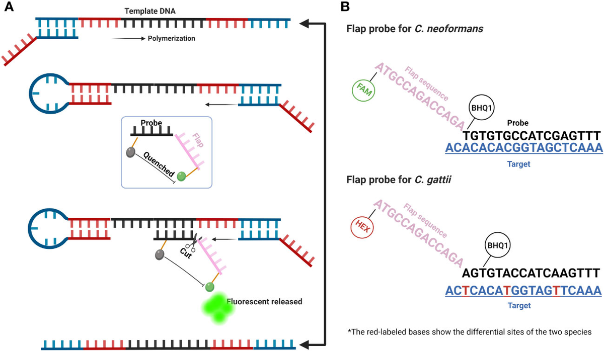 Frontiers | Rapid duplex flap probe-based isothermal assay to identify ...