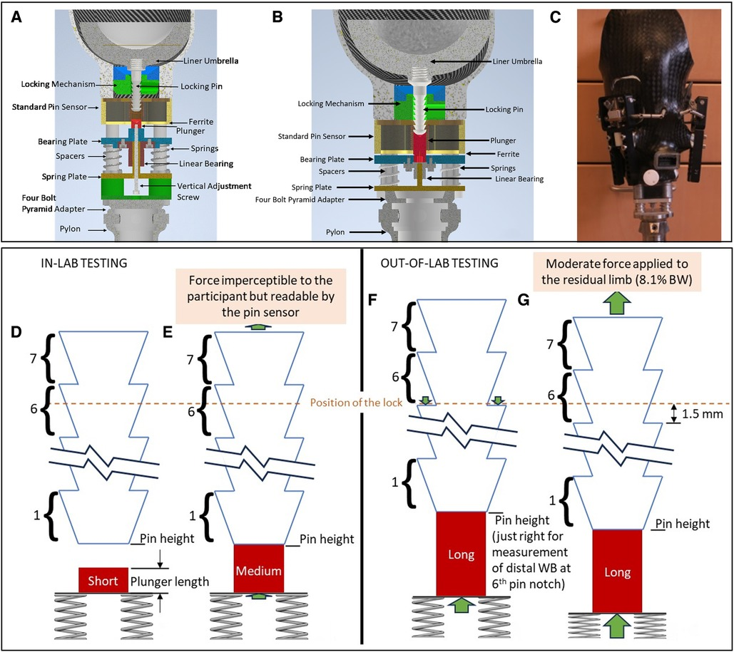 Frontiers | Distal weight bearing in transtibial prosthesis users ...