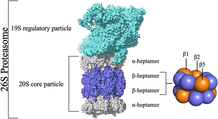 Frontiers | Decoding the secrets: how conformational and structural ...
