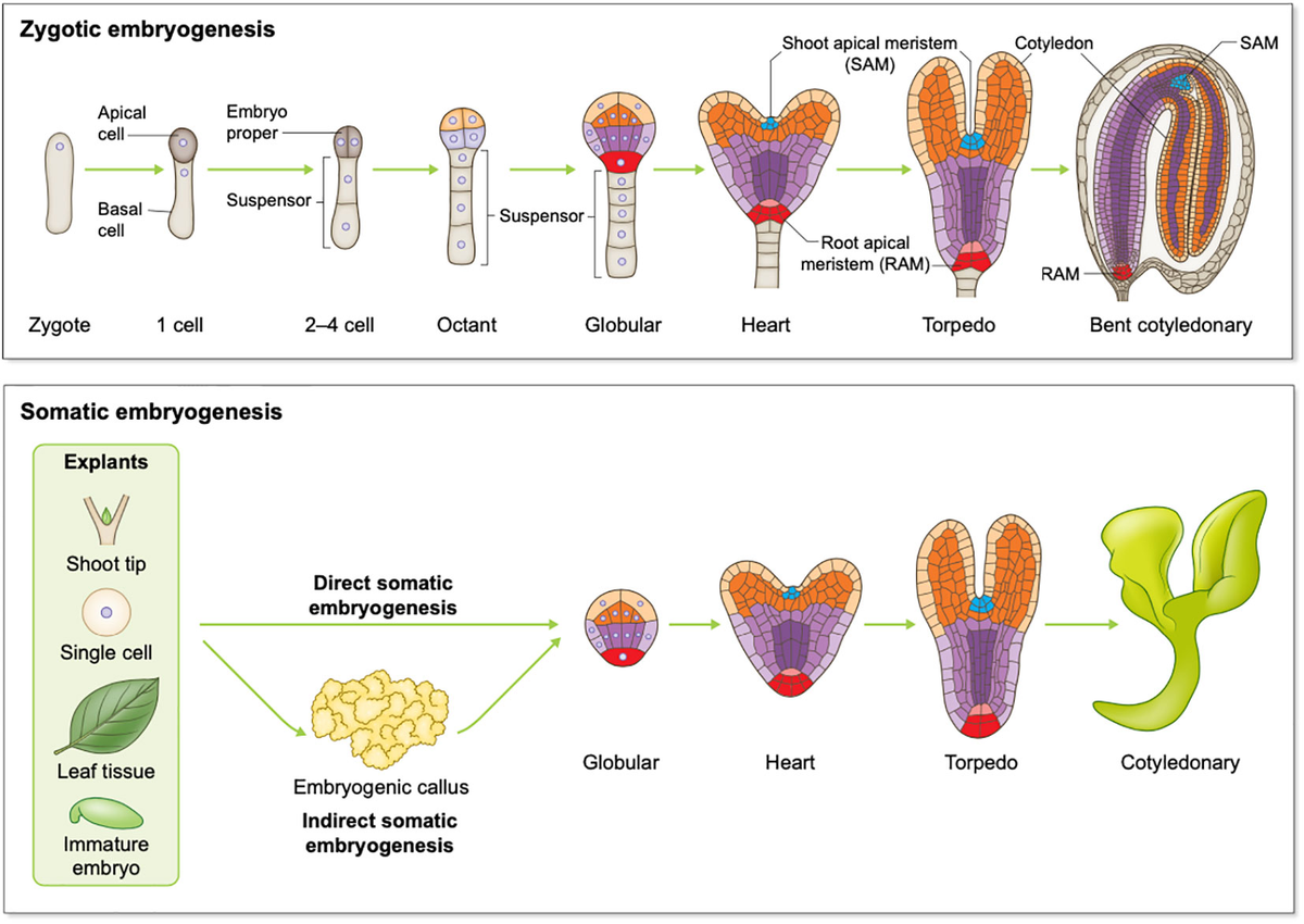 Frontiers | Multifaceted roles of transcription factors during plant ...