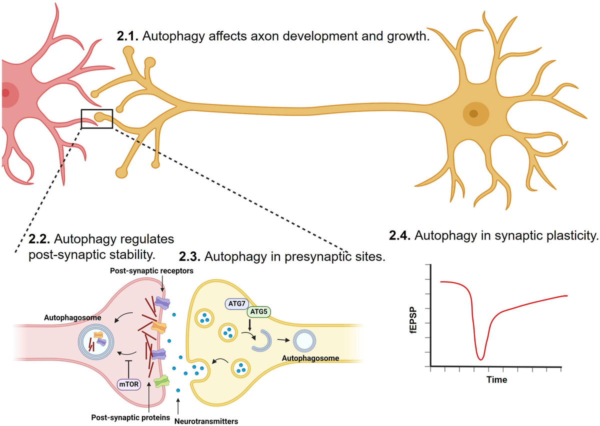 Frontiers | Epigenetic regulation of autophagy in neuroinflammation and ...