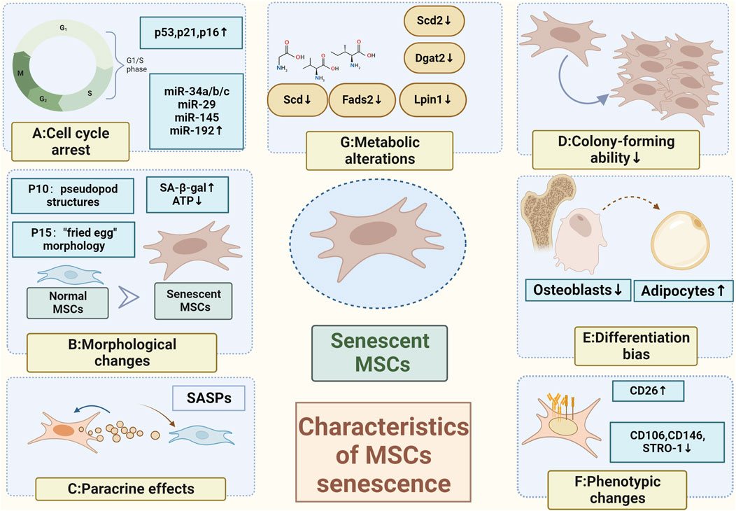 Frontiers | Cellular microenvironment: a key for tuning mesenchymal ...