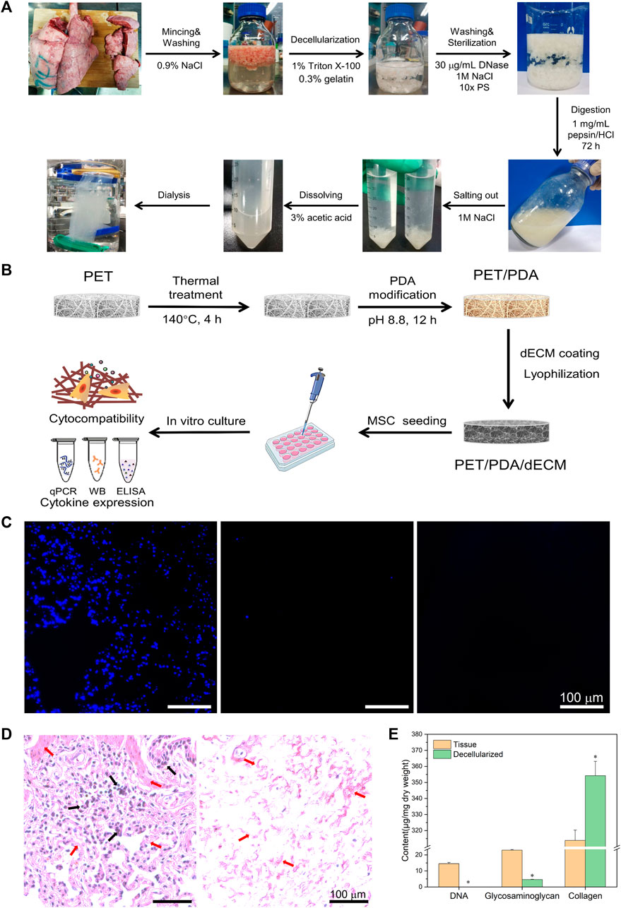 Frontiers | Pulmonary decellularized extracellular matrix (dECM ...