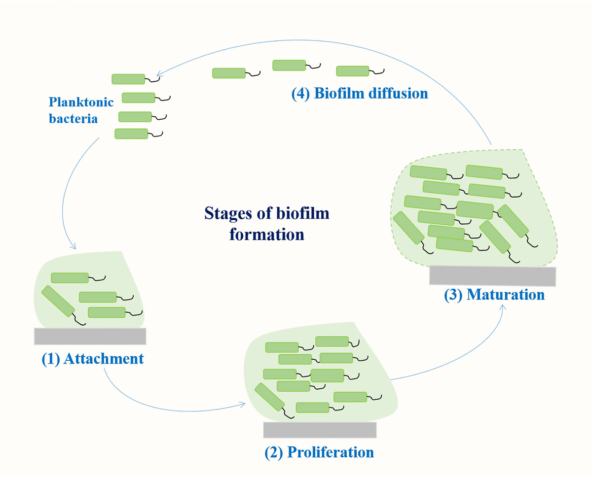 Frontiers | Relationship between biofilm formation and antibiotic ...