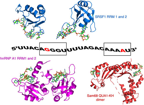 Frontiers | 2′-19F labelling of ribose in RNAs: a tool to analyse RNA ...