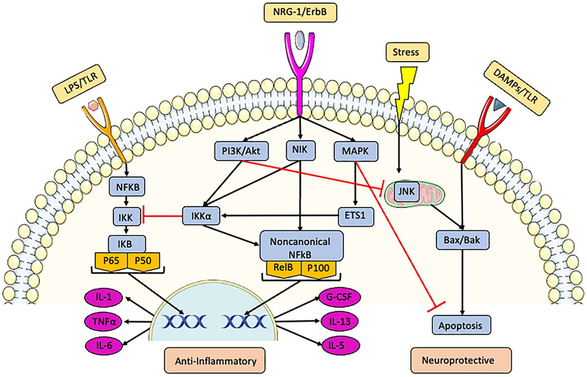 Frontiers | The case for neuregulin-1 as a clinical treatment for stroke