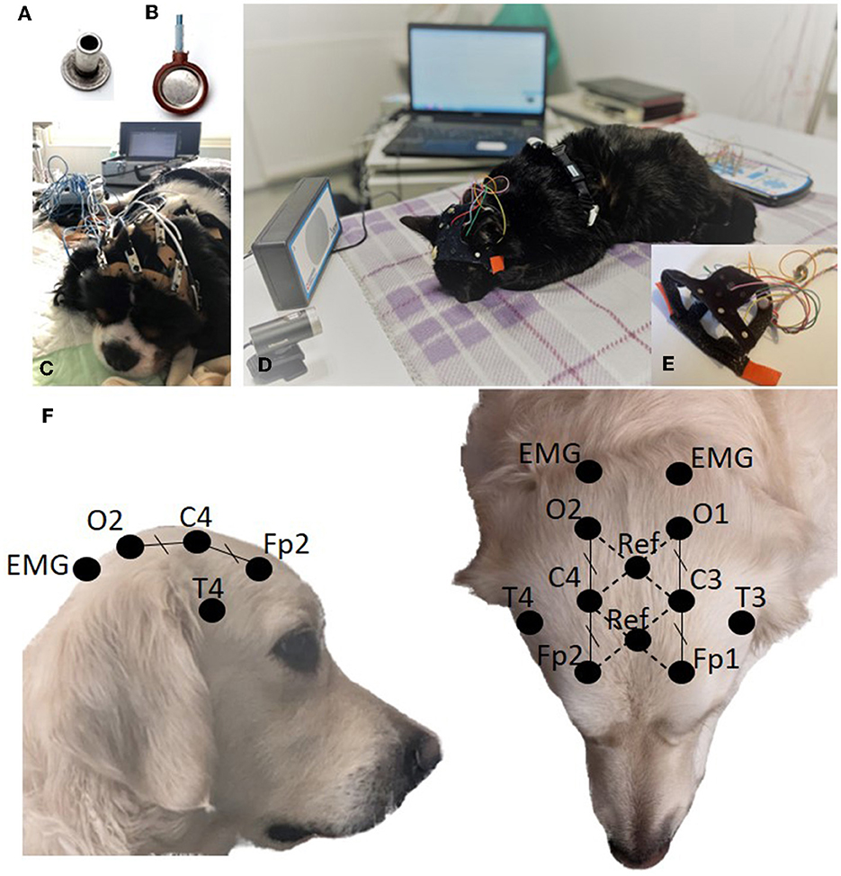 Frontiers | Use of video-electroencephalography as a first-line ...