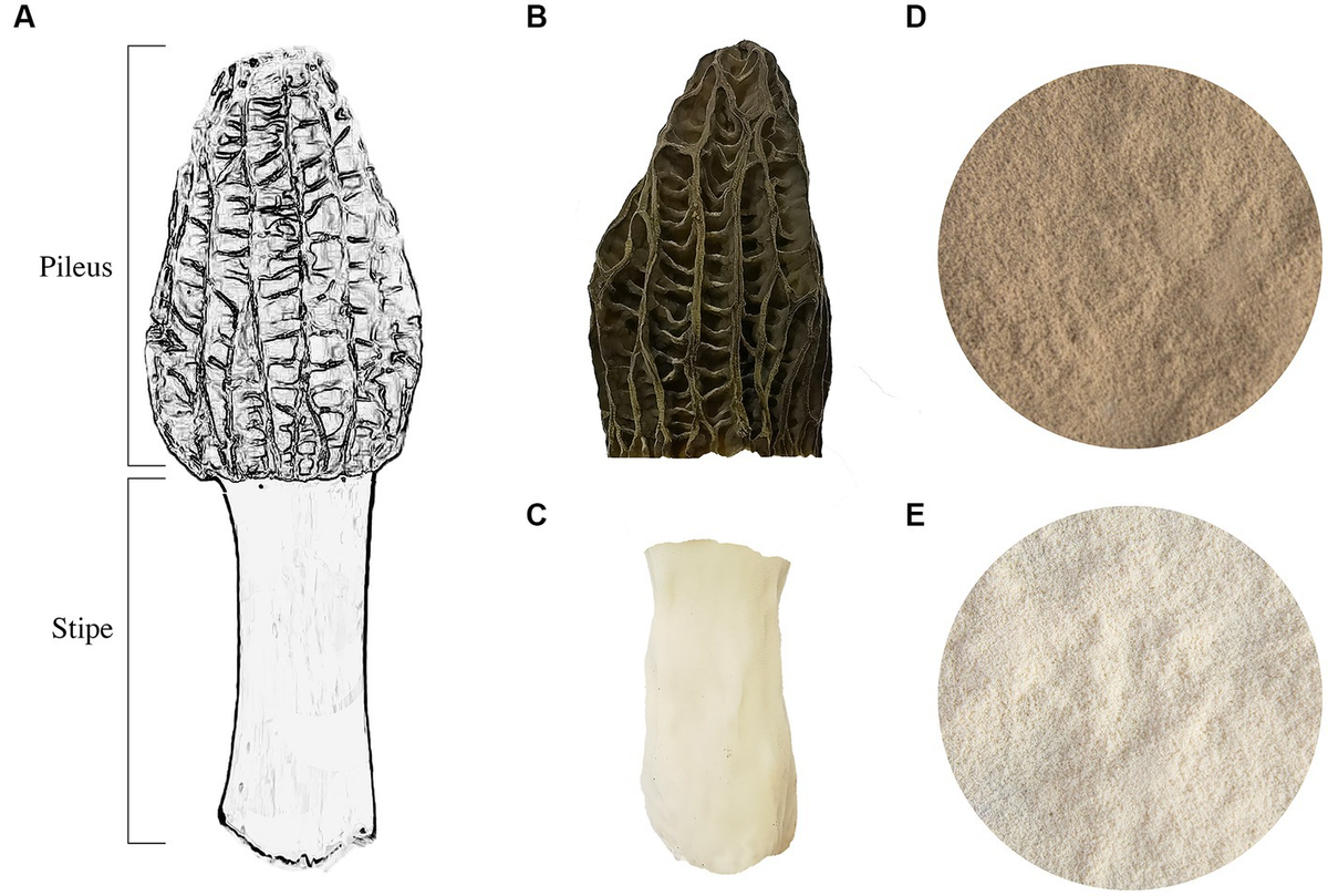 Frontiers | Comparative analysis of the nutritional and biological ...