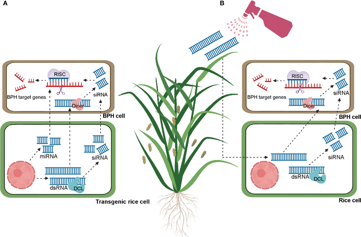 Frontiers | The roles of small RNAs in rice-brown planthopper interactions