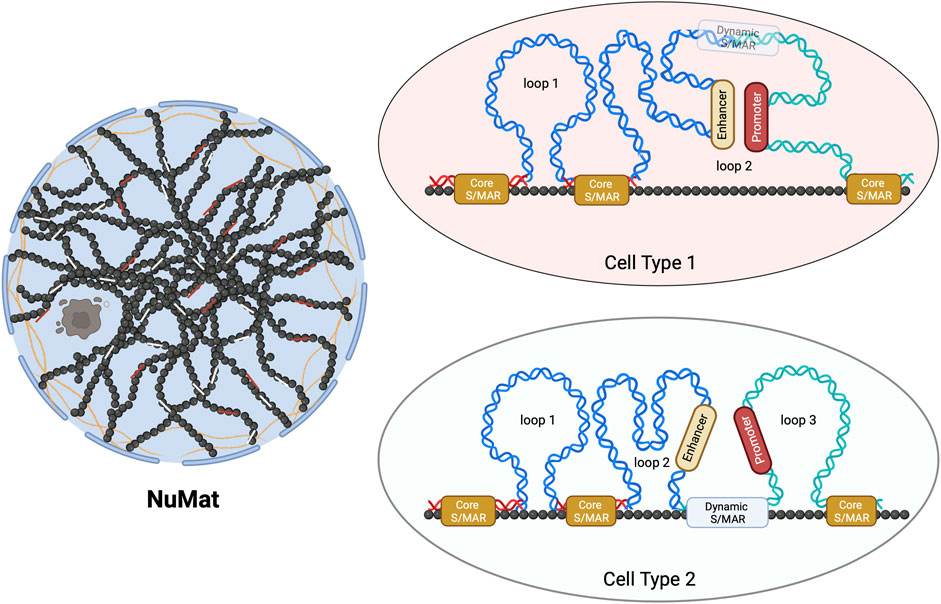 Frontiers | Transposable elements as scaffold/matrix attachment regions ...