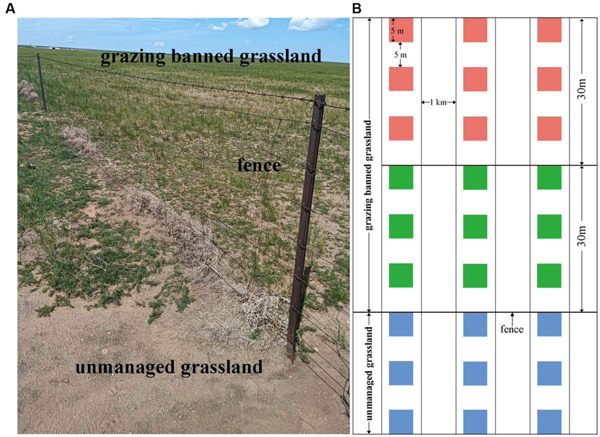 Frontiers | Overgrazing on unmanaged grassland interfered with the ...