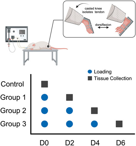 Frontiers | Successive tendon injury in an in vivo rat overload model ...