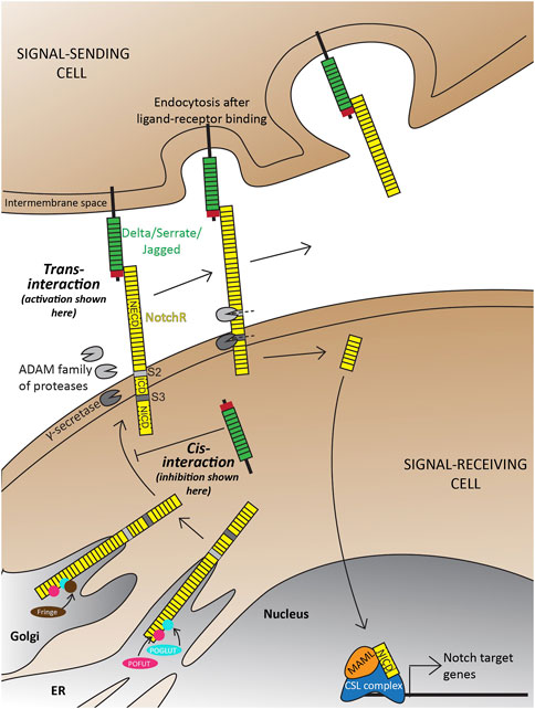 Frontiers | Species-specific roles of the Notch ligands, receptors, and ...