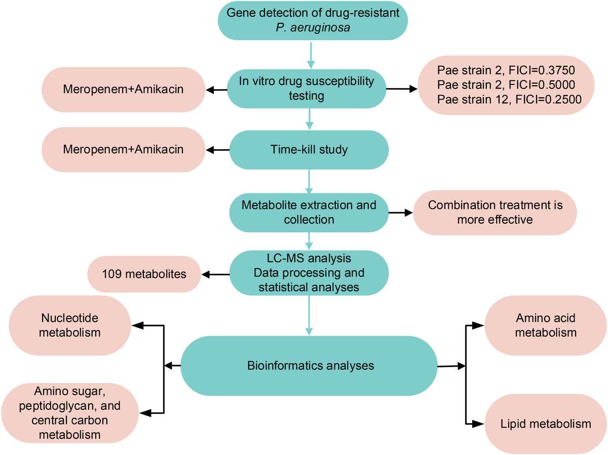 Frontiers | Metabolomics reveals the mechanism of action of meropenem ...