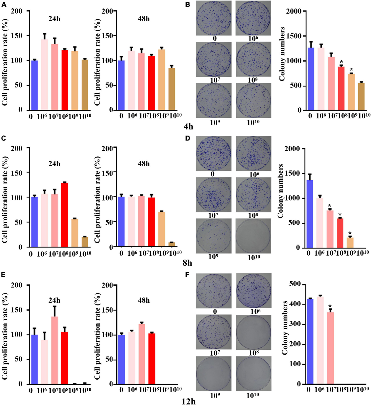 Frontiers | Bifidobacterium longum suppresses colorectal cancer through ...