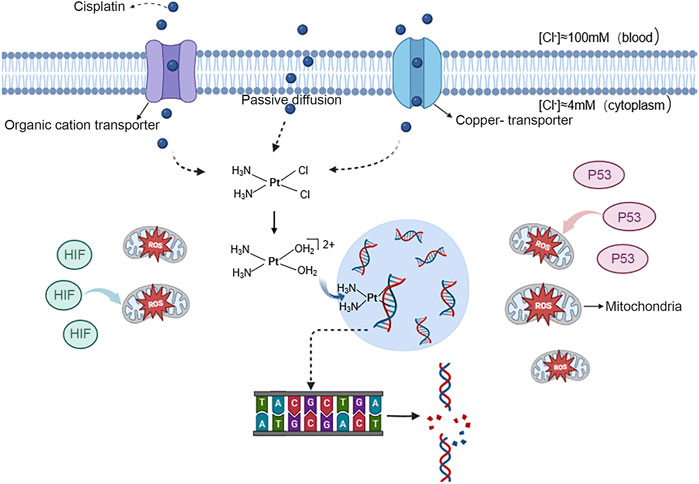 Frontiers | Progress in the study of reproductive toxicity of platinum ...
