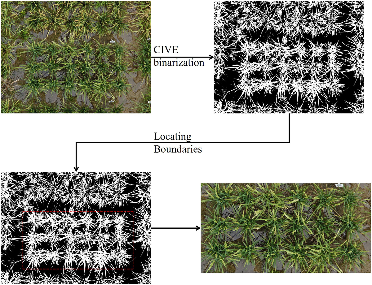 Frontiers | High-throughput UAV-based rice panicle detection and ...