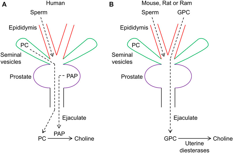Frontiers | Elusive physiological role of prostatic acid phosphatase ...