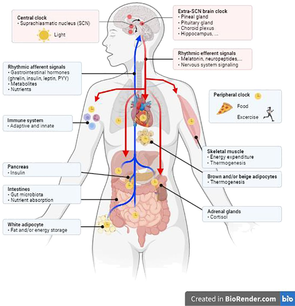 Frontiers | Circadian dysfunction and cardio-metabolic disorders in humans