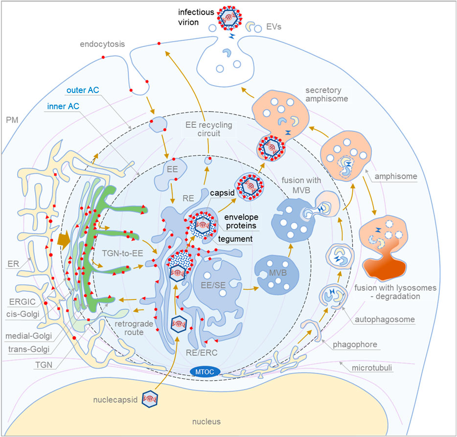 Frontiers | Cytomegaloviruses reorganize endomembrane system to ...