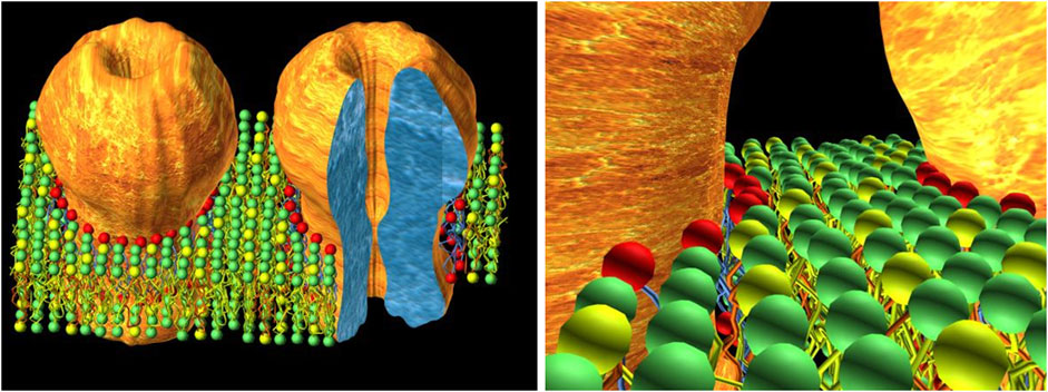 Frontiers | Modulation of a rapid neurotransmitter receptor-ion channel ...