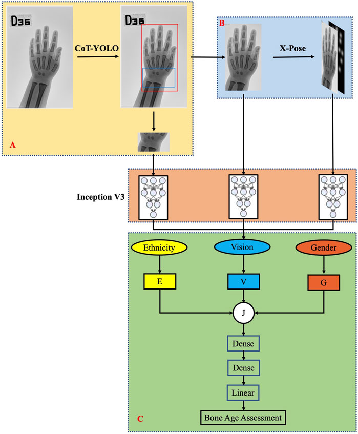 Frontiers | An artificial intelligence-based bone age assessment model ...
