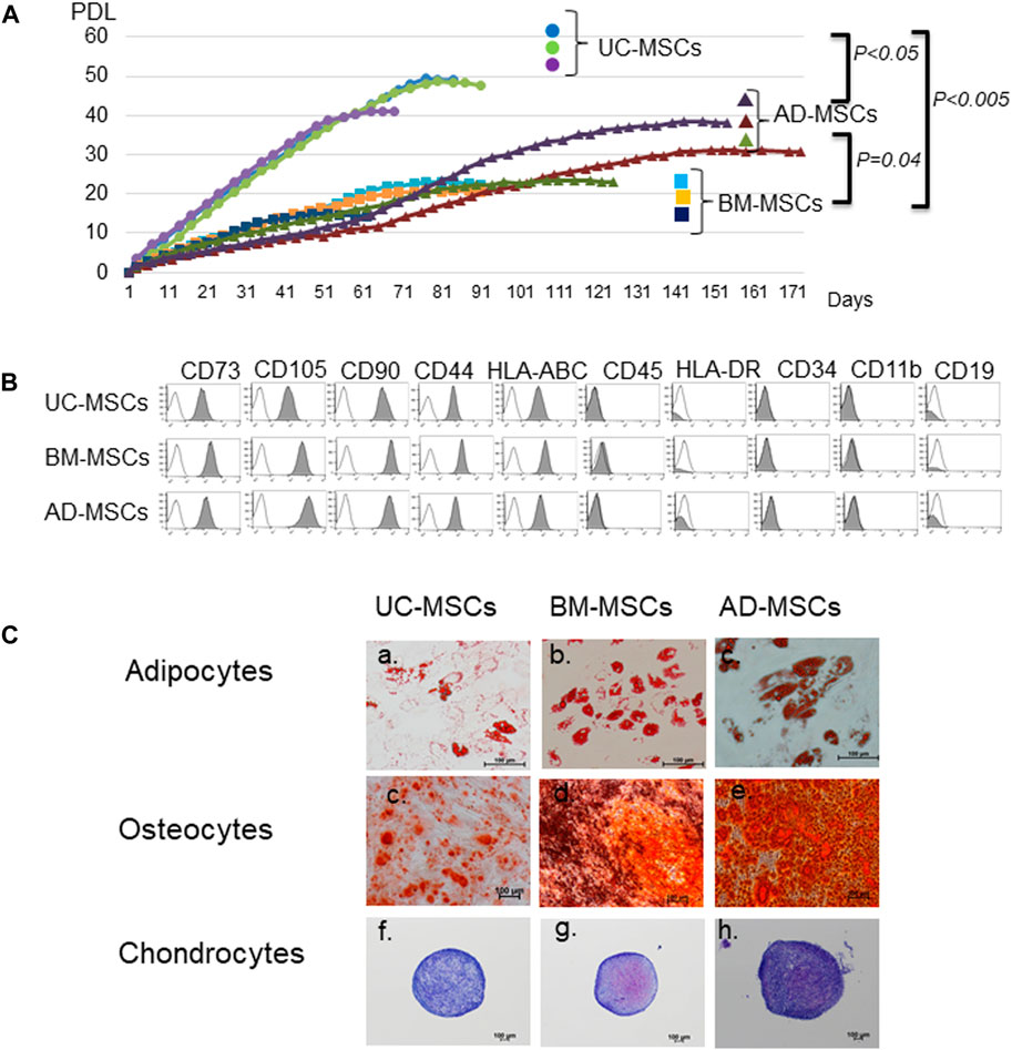 Frontiers | Superior migration ability of umbilical cord-derived ...