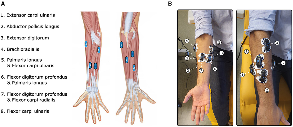 Frontiers | Machine learning for hand pose classification from phasic ...