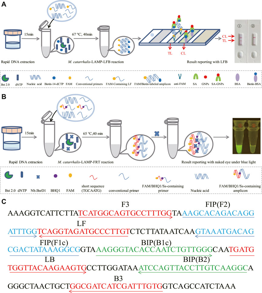 Frontiers | Rapid and reliable diagnosis of Moraxella catarrhalis ...