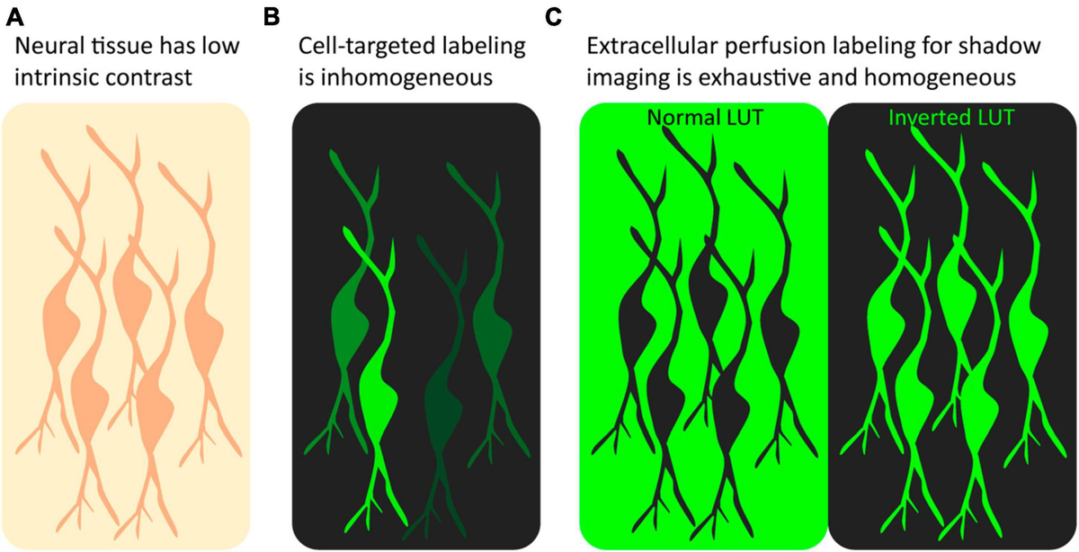 Frontiers | Fluorescence microscopy shadow imaging for neuroscience